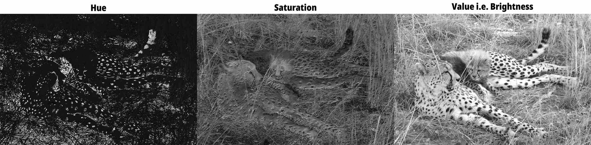 ImageJ Color Splitter Into Stacks